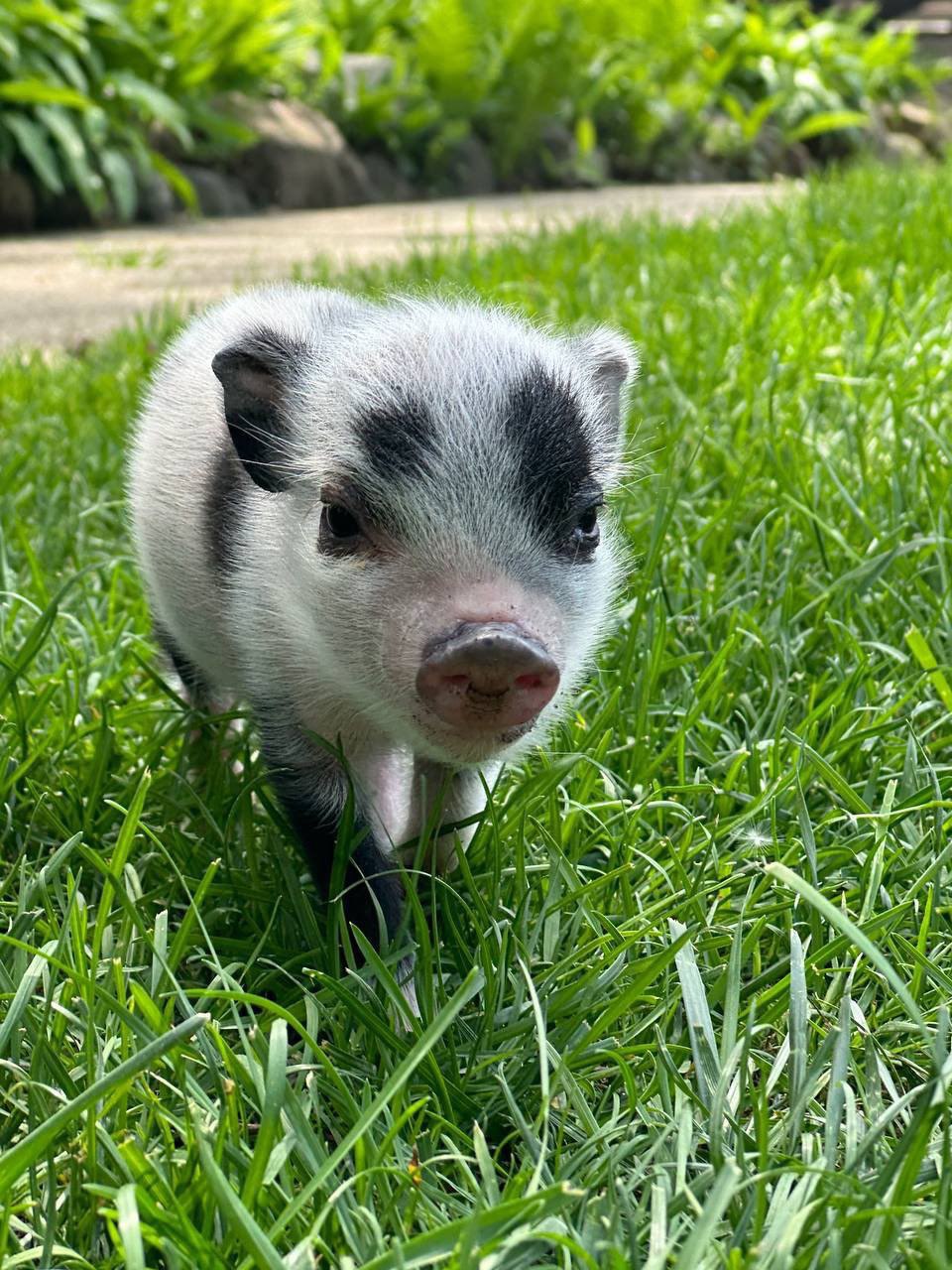 PETUNIA - The Viral Tiktok Pig